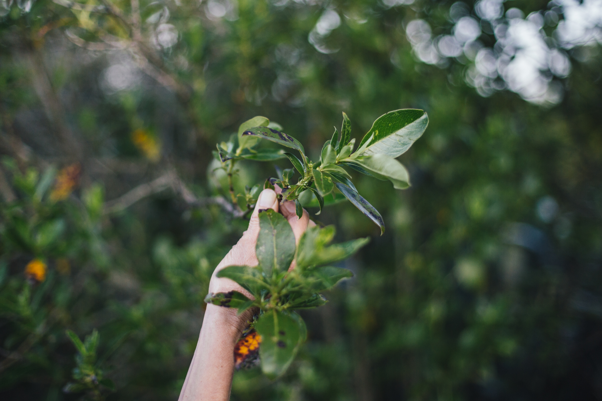 Rongoā Māori – a unique insight into an indigenous approach to health ...