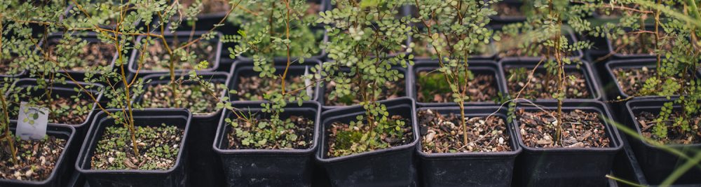 Community Nursery - EcoMatters Environment Trust