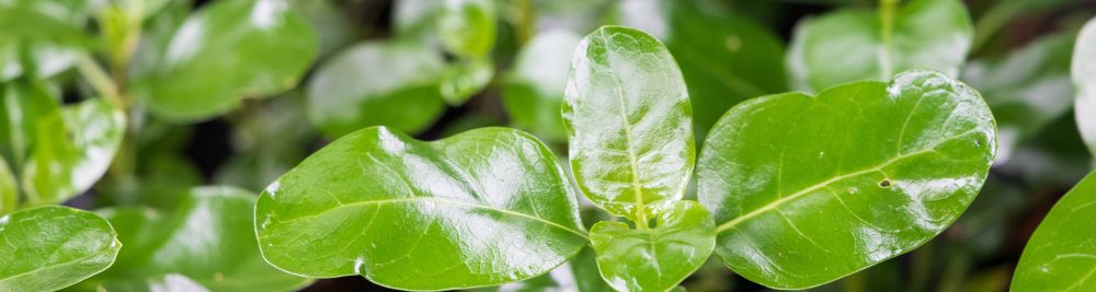 Donate - EcoMatters Environment Trust
