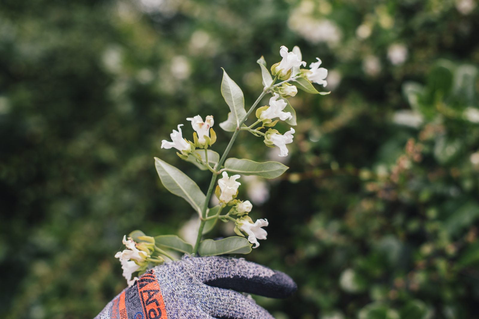 How to get rid of moth plant - EcoMatters Environment Trust